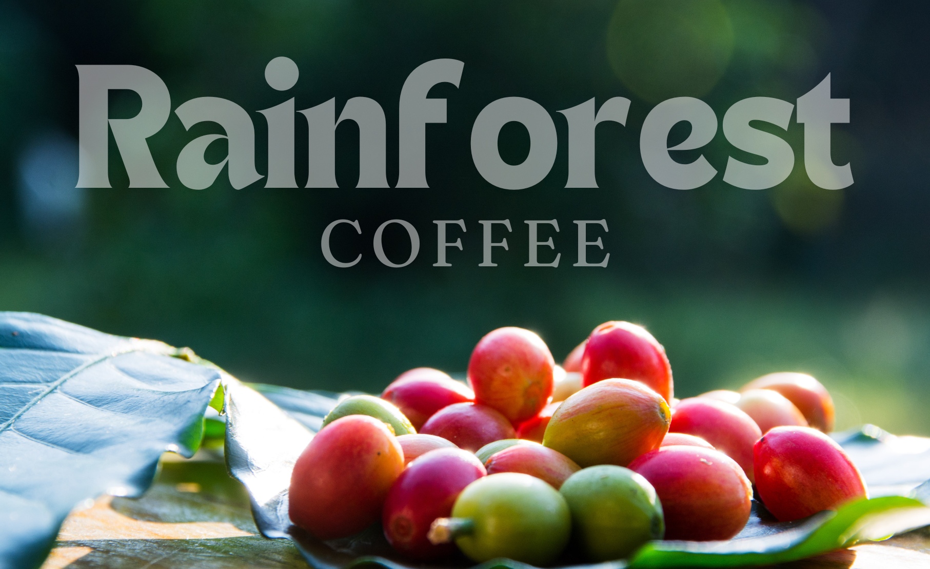 Flavors of Specialty Coffee from the Rainforests of India